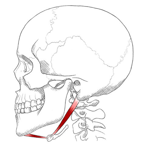 Digastricus – Pain & Trigger Points