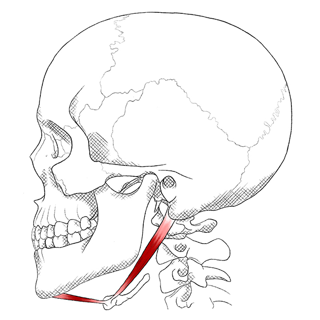 Digastricus – Pain & Trigger Points