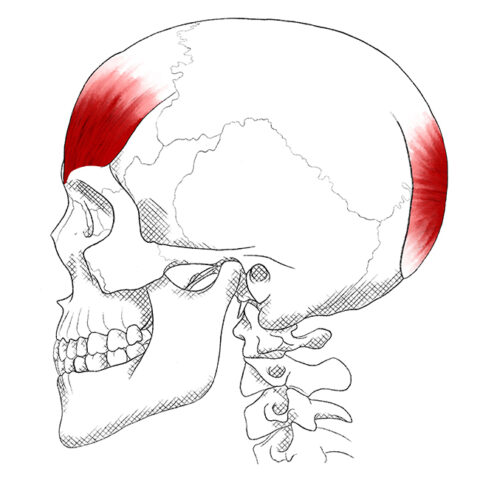 Frontalis and Occipitalis – Pain & Trigger Points