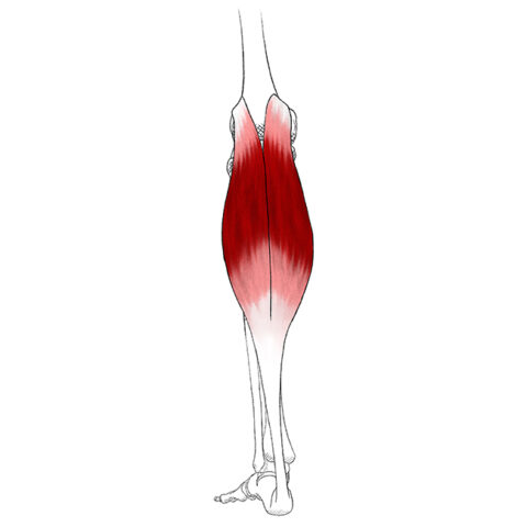 Gastrocnemius – Pain & Trigger Points