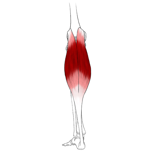 Gastrocnemius – Pain & Trigger Points