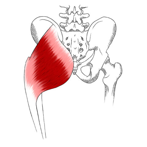 Gluteus Maximus Drawing