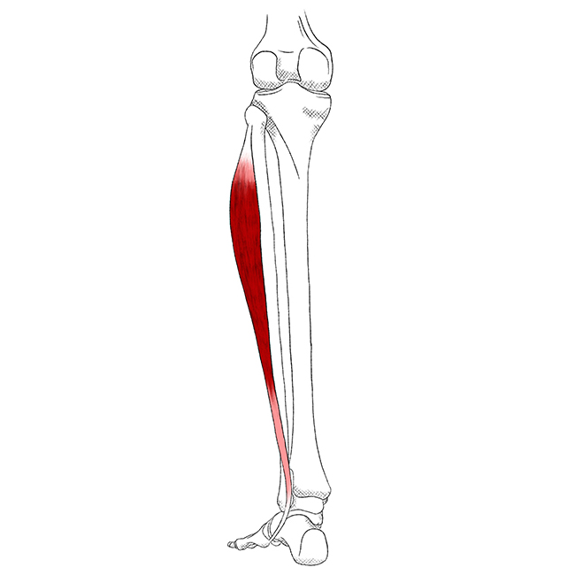 Peroneus Longus, Brevis and Tertius – Pain & Trigger Points