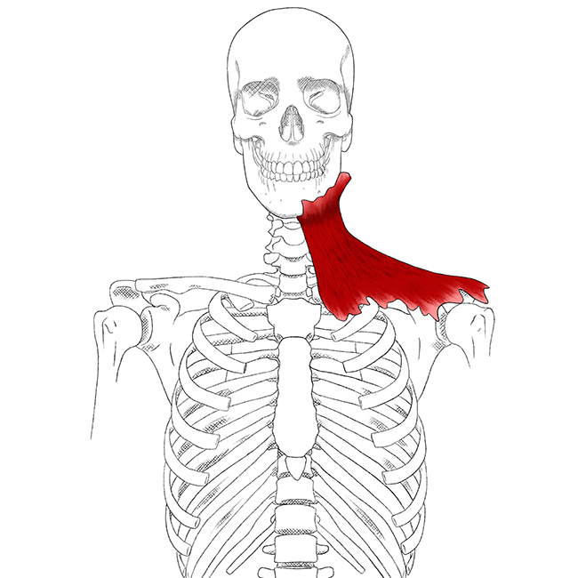 Platysma – Pain & Trigger Points