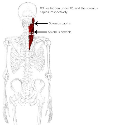 Splenius capitis & cervicis pain & trigger points