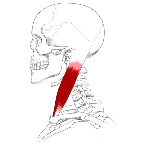 Sternocleidomastoid Trigger Points