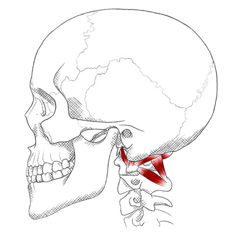 Suboccipital Muscles – Pain & Trigger Points