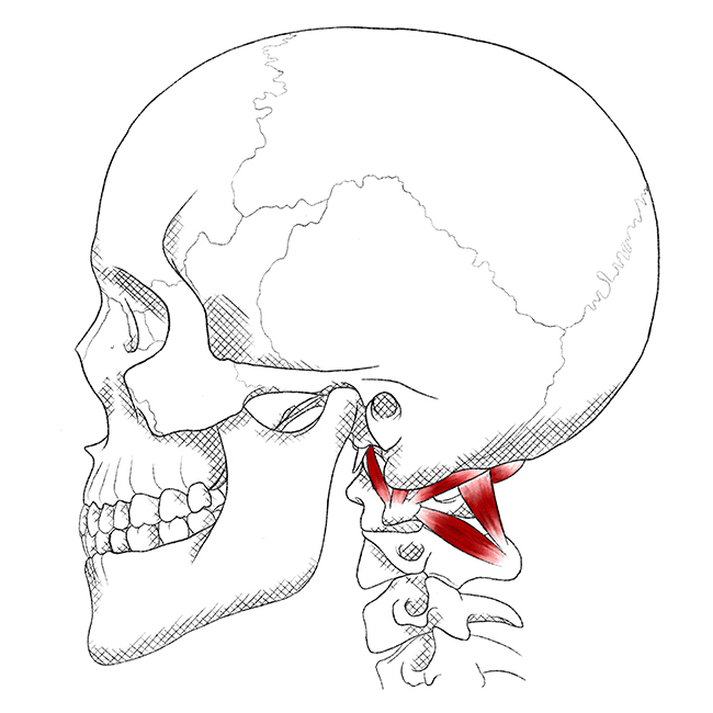 Suboccipital Muscles – Pain & Trigger Points