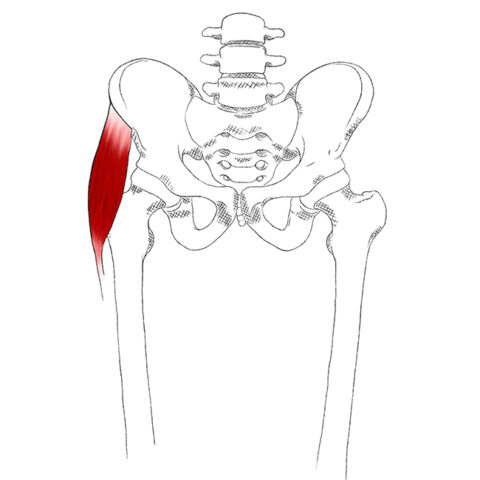 Tensor Fasciae Latae - Pain & Trigger Points