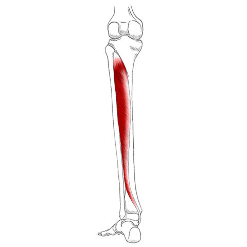 Tibialis Posterior – Pain & Trigger Points