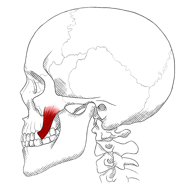 Zygomaticus Major – Pain & Trigger Points