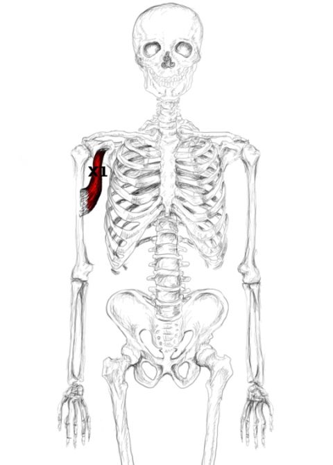 Coracobrachialis muscle pain & trigger points
