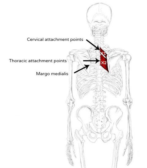 Rhomboid pain & trigger points
