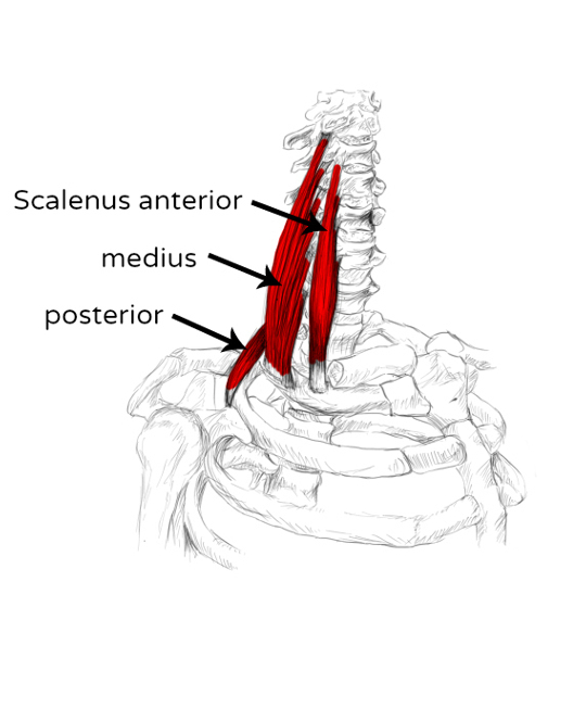 Scalenes pain & trigger points