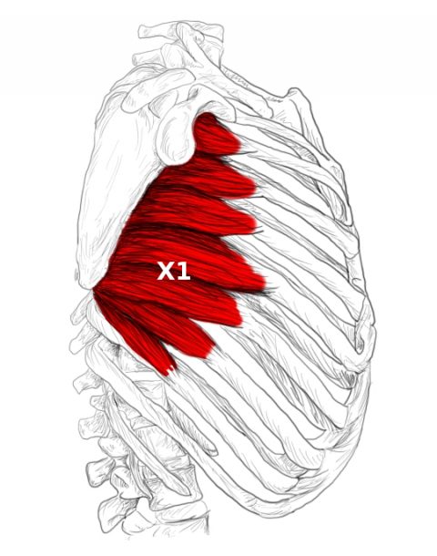 Serratus anterior muscle pain & trigger points