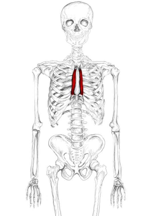 Sternalis pain & trigger points