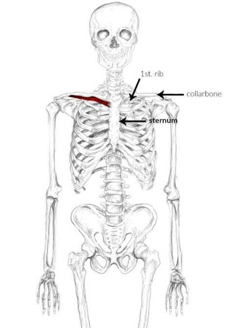 Subclavius muscle pain & trigger points