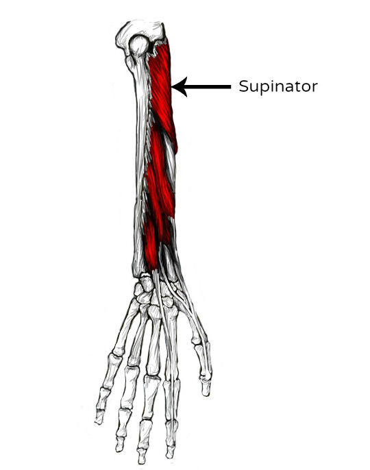 Supinator pain & trigger points Supinator pain & trigger points