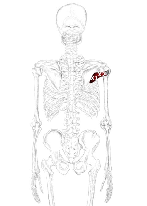 Teres major muscle pain & trigger points