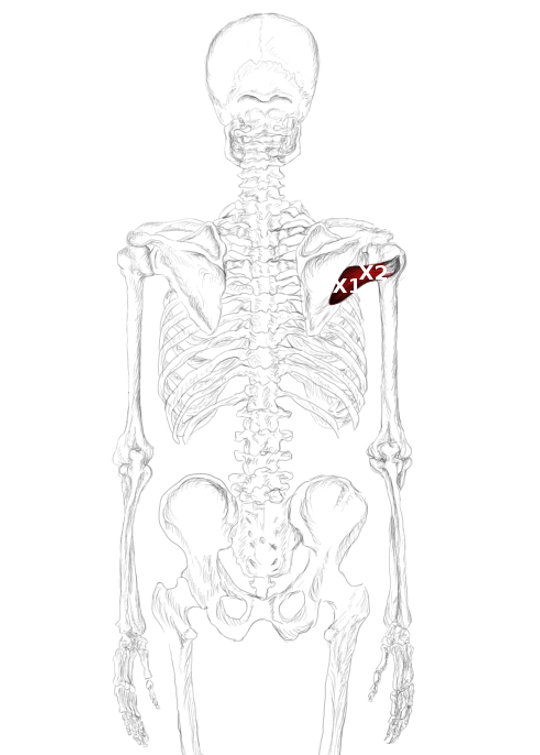 Teres Major Muscle Location And Actions Triggerpointselfhelpcom